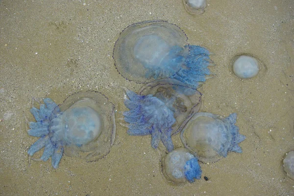 Sea ears Stock Photos, Royalty Free Sea ears Images | Depositphotos