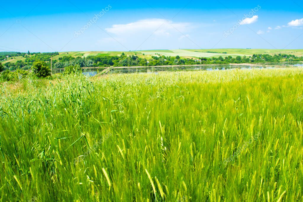 Campo de centeno verde sobre fondo de cielo azul en un día soleado ...