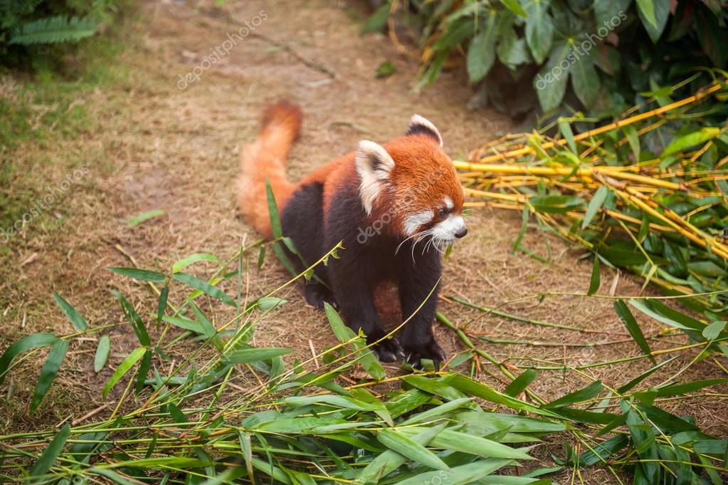 Red panda sitting in a zoo — Stock Photo © jlovell #92686352
