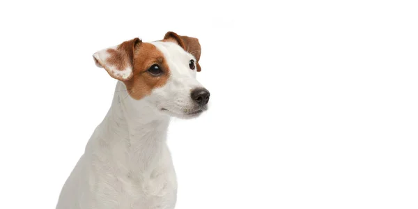 Pastor jack russell fotos de stock, imágenes de Pastor jack russell sin ... Pastor jack russell fotos de stock, imágenes de Pastor jack russell sin ...