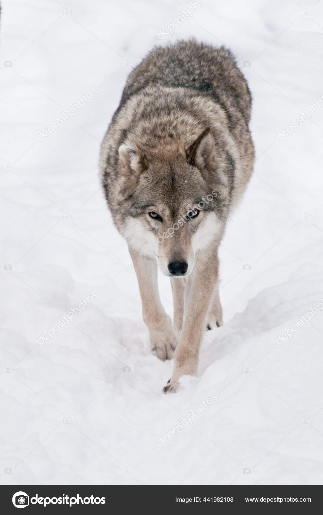 Wolf Coming Right You Wolf Walks Snow Winter Powerful Dangerous — Stock ...