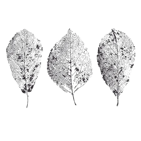100,000 Leaf skeleton Vector Images | Depositphotos