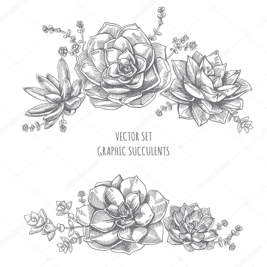 Black And White Succulent Drawing
