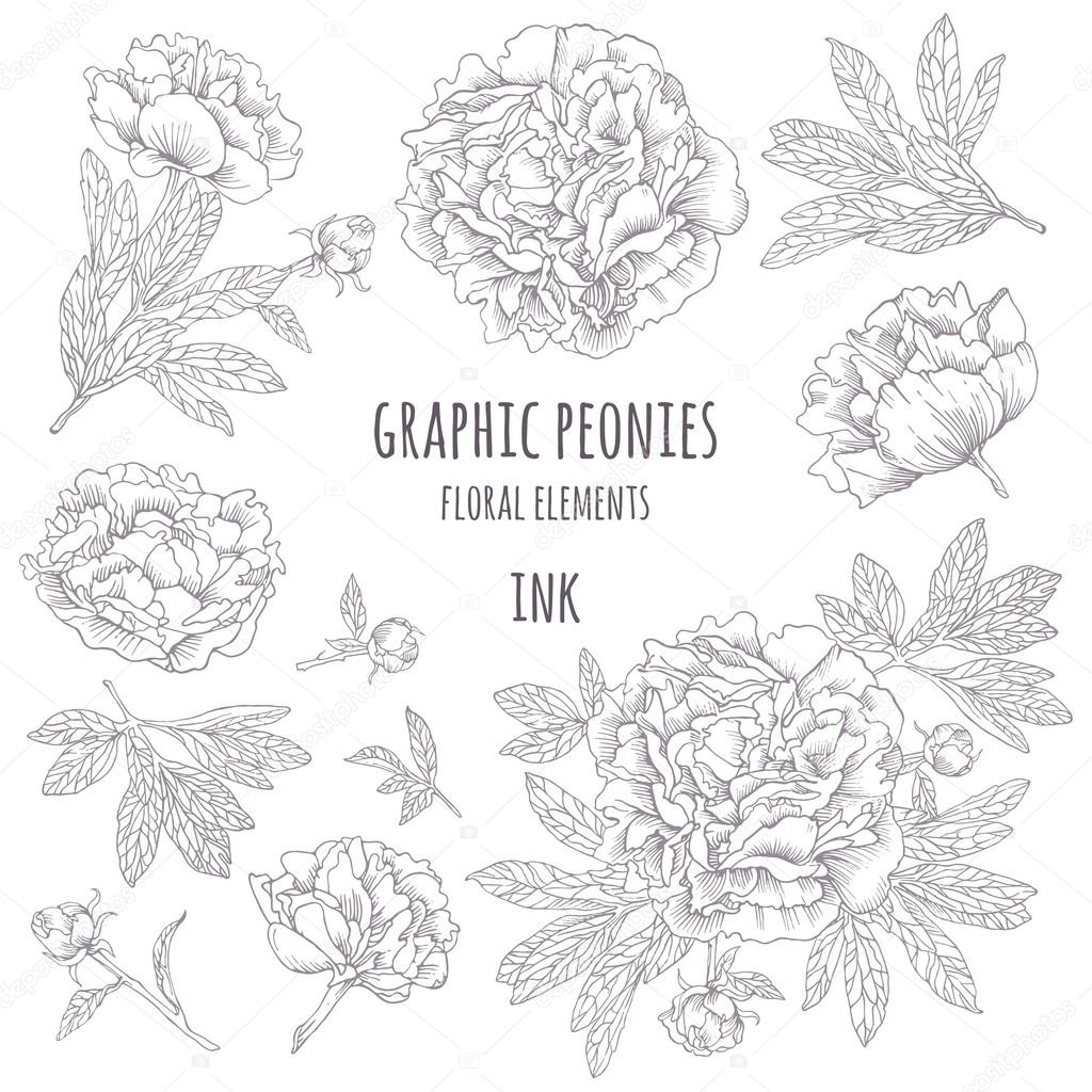 Hand-drawing ink peonies. Collection contour buds, leaves peonies ...