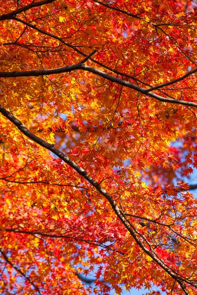 Autumn scene and red maple trees - Stock Image - Everypixel