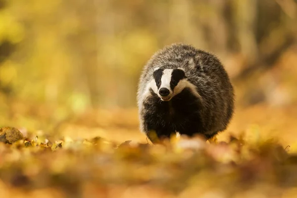 ᐈ A a badger stock pictures, Royalty Free badger picture | download on ...