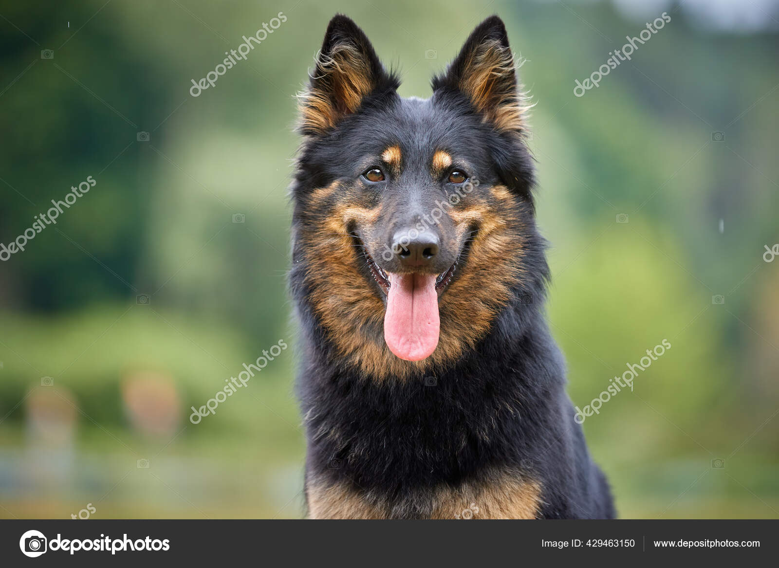 Dark Brown German Shepherd