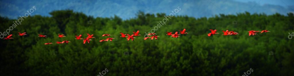Scarlet ibis flight Stock Photos, Royalty Free Scarlet ibis flight ...