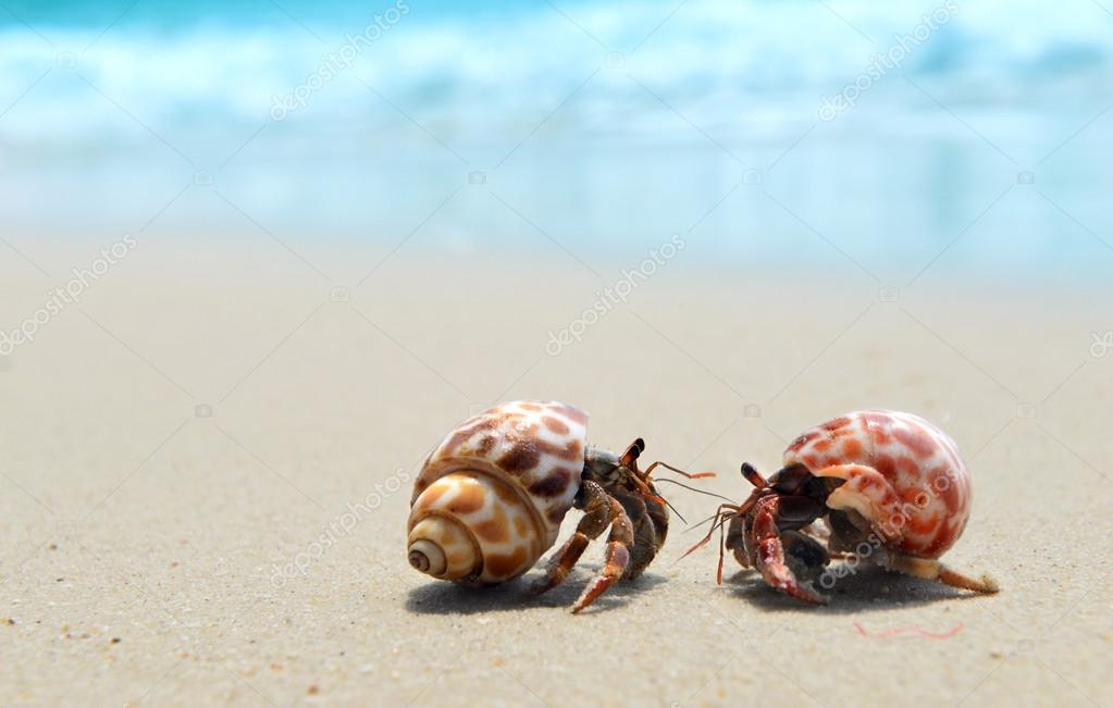 Hermit Crab On Beach