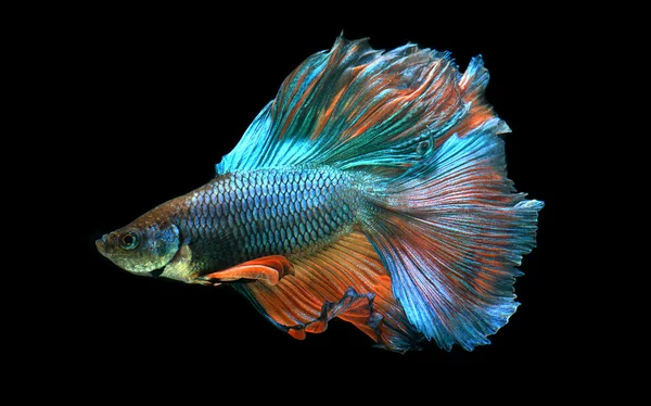 Betta hal, zöld növényekkel Sziámi harcoshal — Stock Fotó © subinpumsom ...