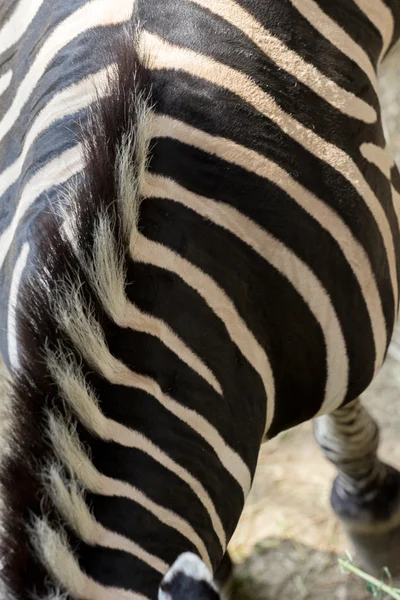 Fat zebra Stock Photos, Royalty Free Fat zebra Images | Depositphotos