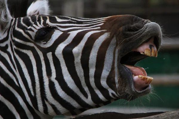460 Zebra teeth Stock Photos, Images | Download Zebra teeth Pictures on ...