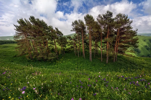 Clump of trees Stock Photos, Royalty Free Clump of trees Images ...