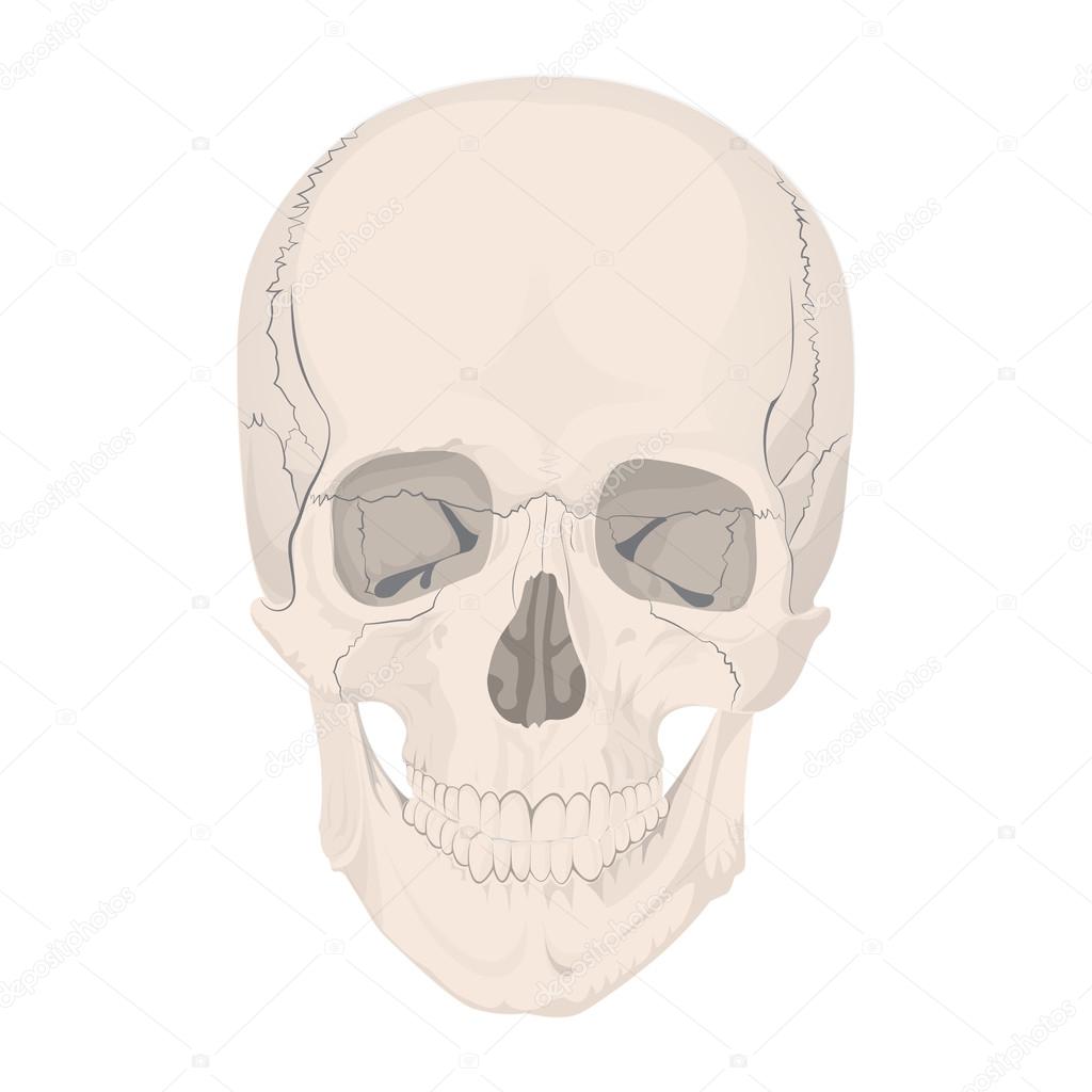 Human skull bones skeleton dead Stock Vector Image by ©lu.bondarieva ...
