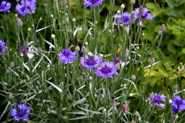 Beautiful cornflowers Stock Photos, Royalty Free Beautiful cornflowers ...