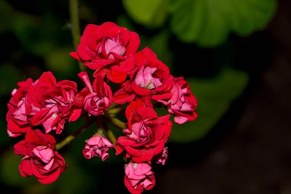 Pelargonium roseum Stock Photos, Royalty Free Pelargonium roseum Images ...
