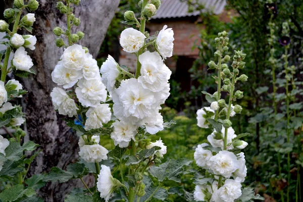 Decoration family lamiaceae fotos de stock, imágenes de Decoration ...