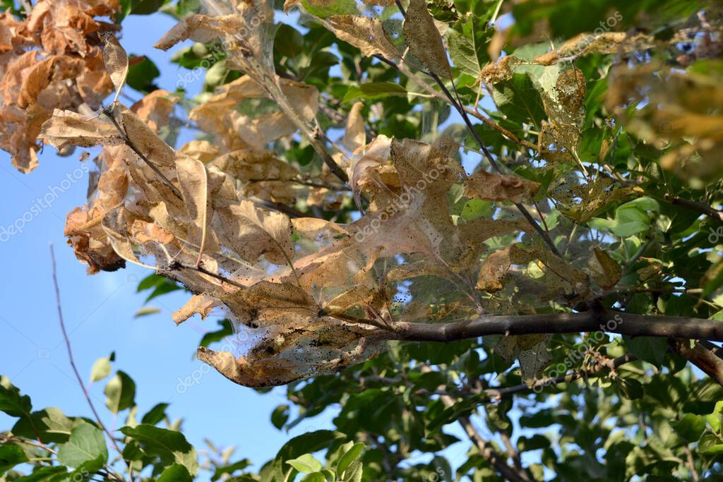 Summer background of nature. Apple tree. Malus. Spider web on a Apple ...
