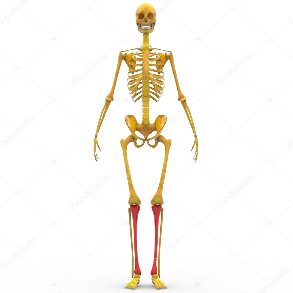 Human Skeleton Tibia Bones — Stock Photo © magicmine #100450506