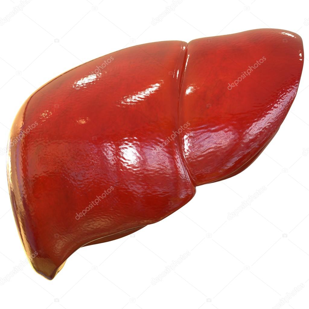 Anatomía del hígado humano 2023