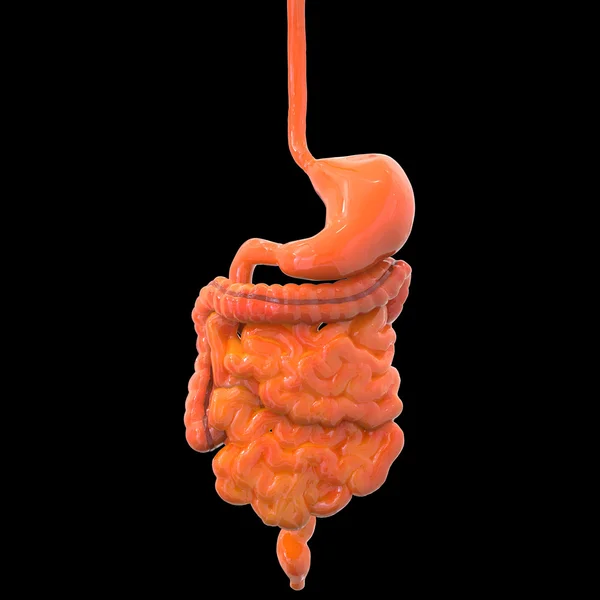 Human Digestive System Anatomy Stock Photo by ©magicmine 515275334