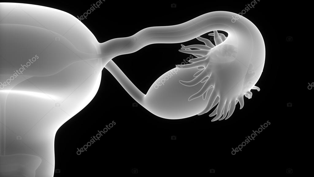 Female Reproductive System — Stock Photo © magicmine #113315224