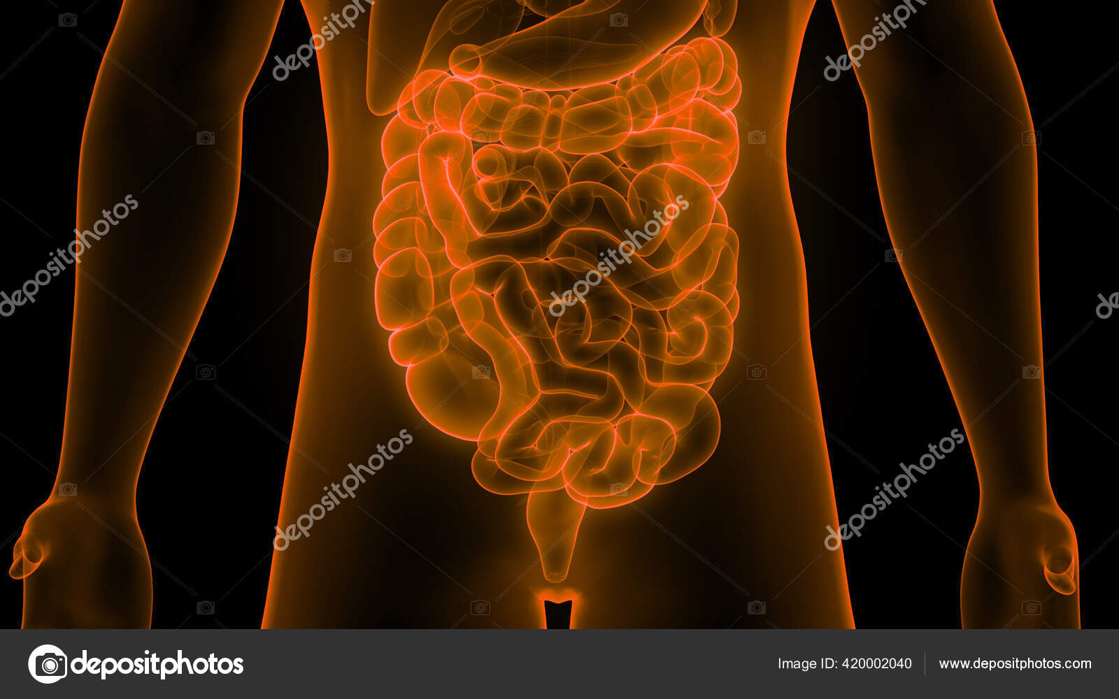 Human Digestive System Anatomy — Stock Photo © magicmine #420002040