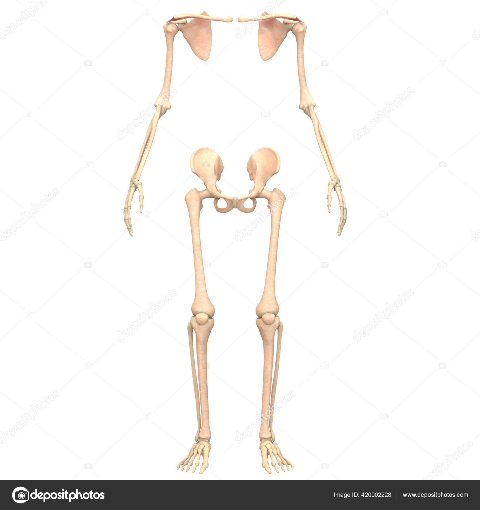 Human Skeleton System Appendicular Skeleton Anatomy Stock Photo by ...