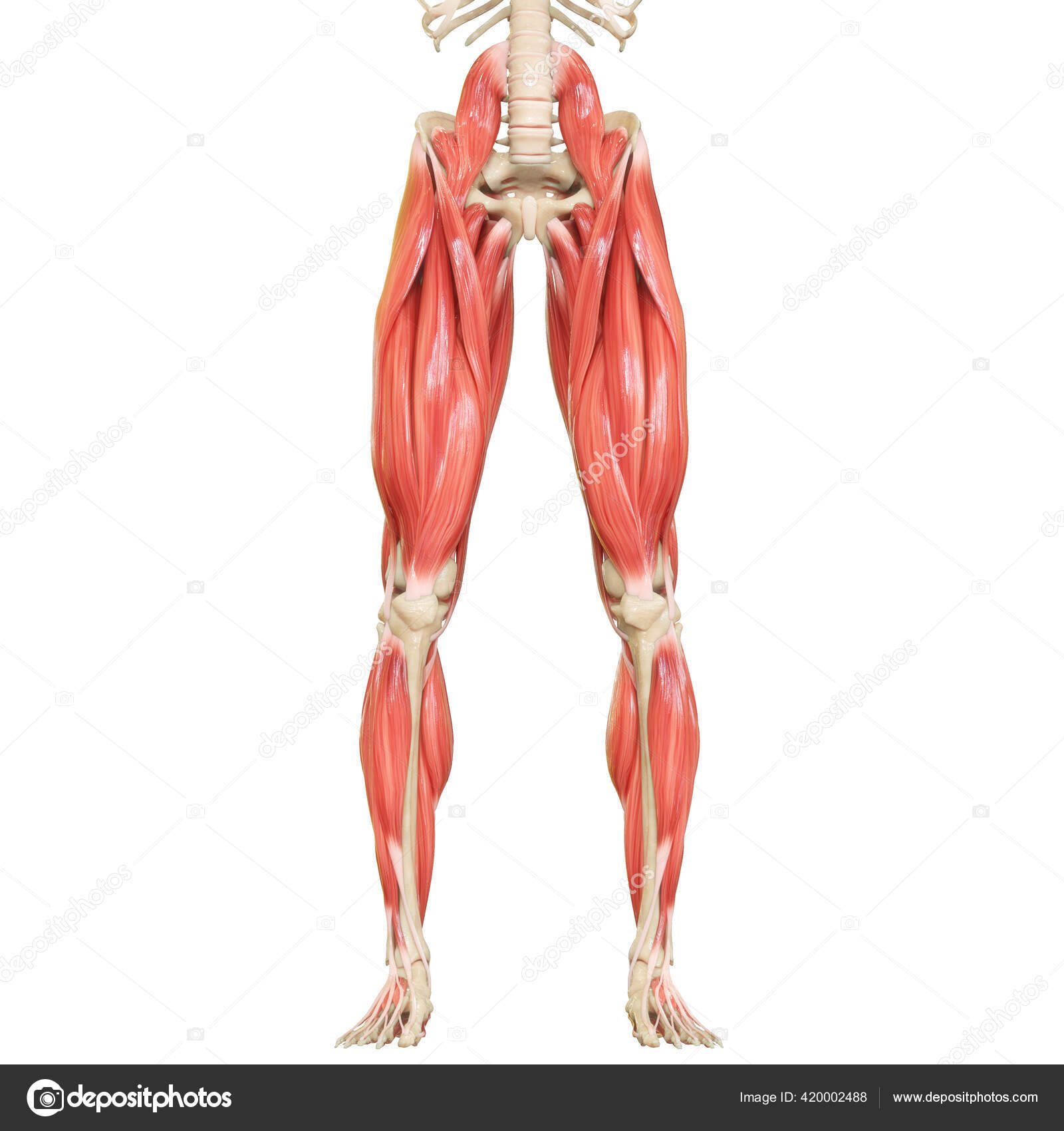 Human Body Muscular System Legs Muscles Anatomy Stock Photo by ...