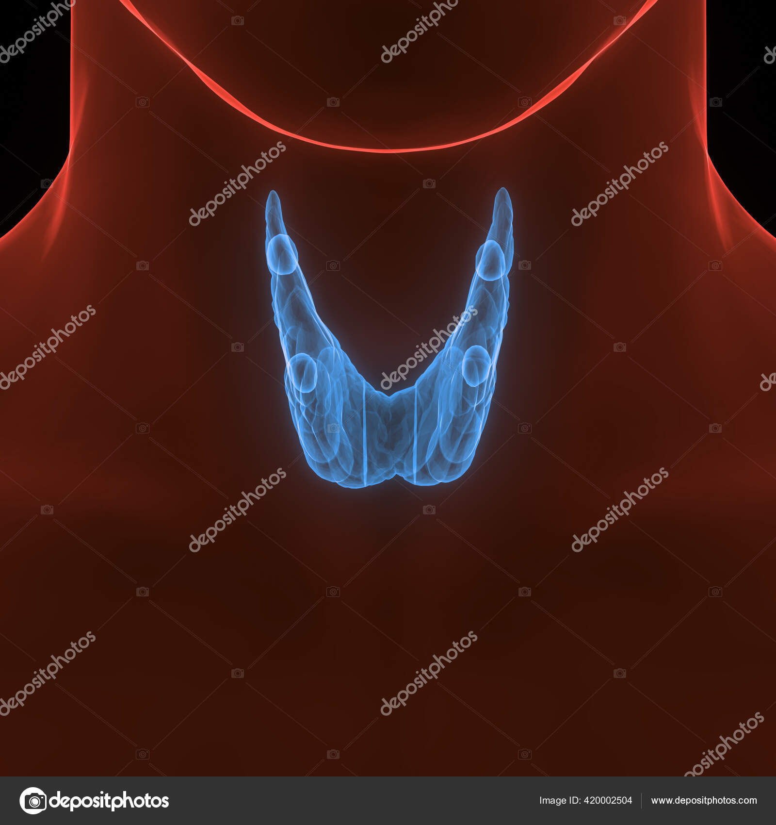 Human Body Glands Lobes Thyroid Gland Anatomy — Stock Photo © magicmine ...