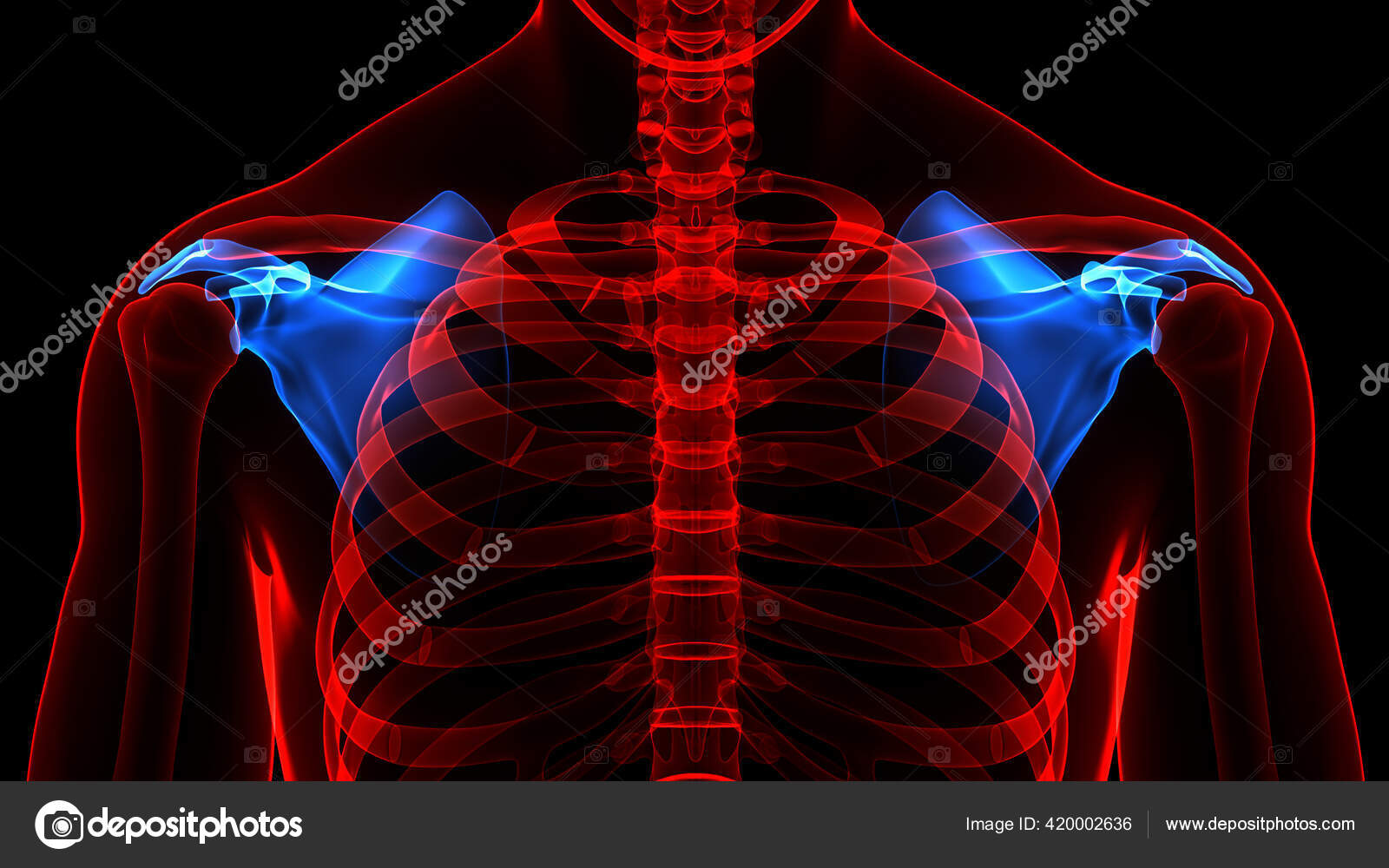 Système Squelettique Humain Anatomie Des Articulations Osseuses D ...