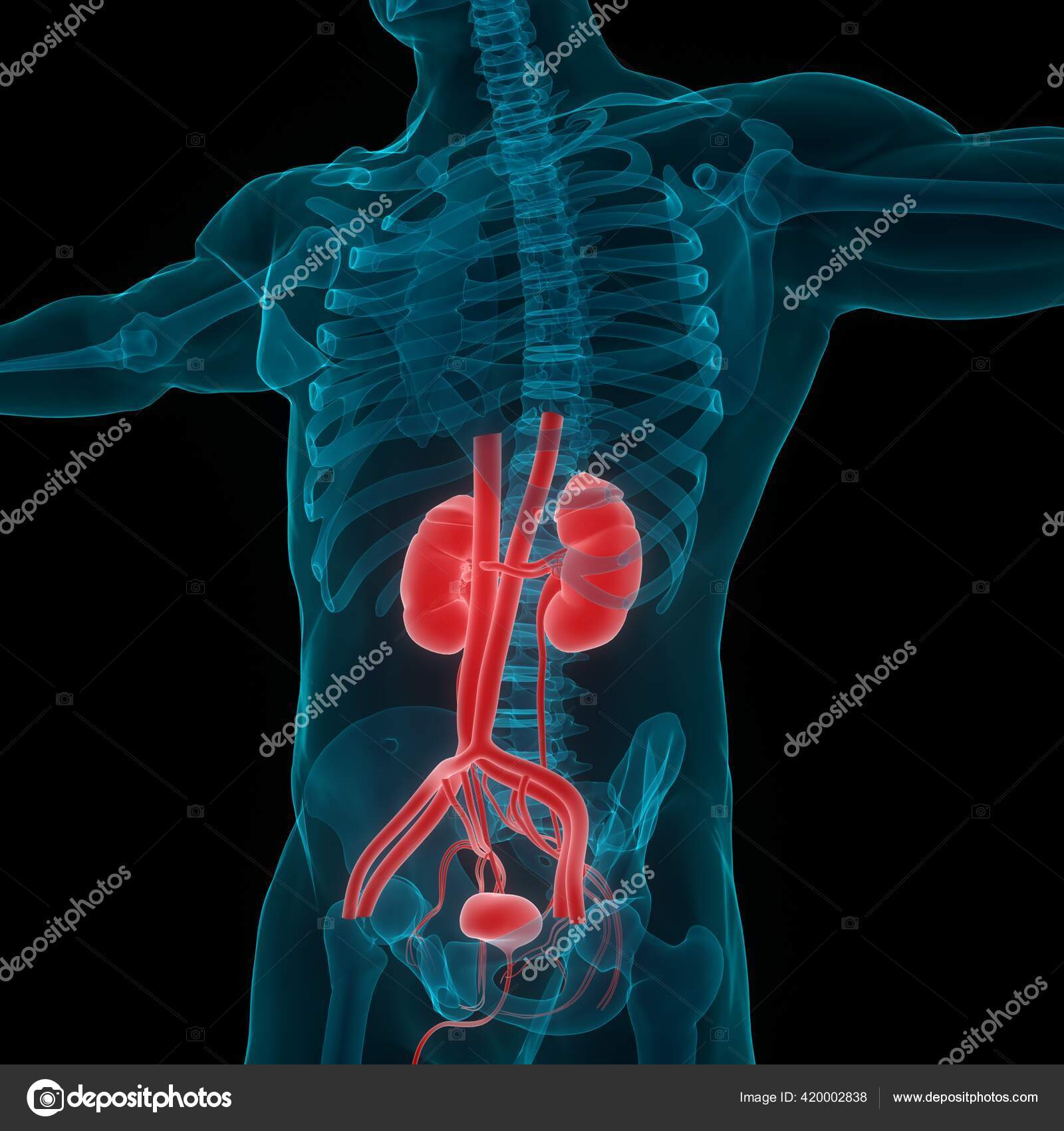 Riñones Del Sistema Urinario Humano Con Anatomía Vesical: fotografía de ...