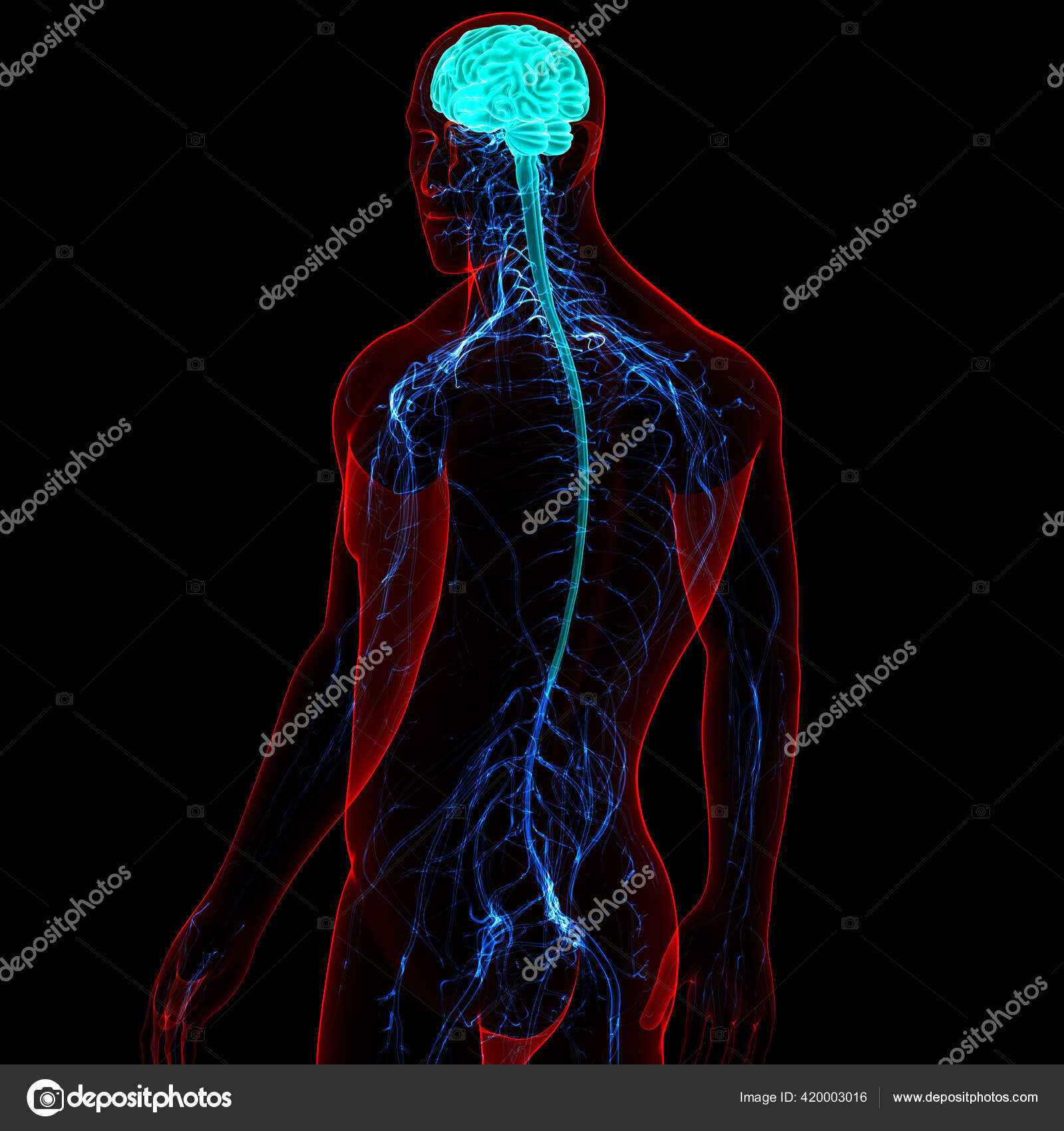 Central Organ Human Nervous System Brain Anatomy Stock Photo by ...