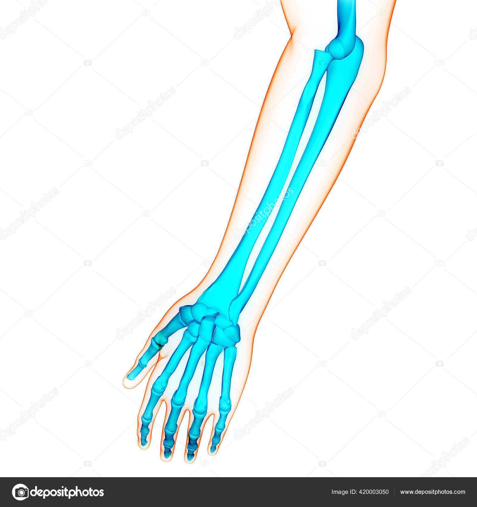 Human Skeleton System Hand Bone Joints Anatomy — Stock Photo ...