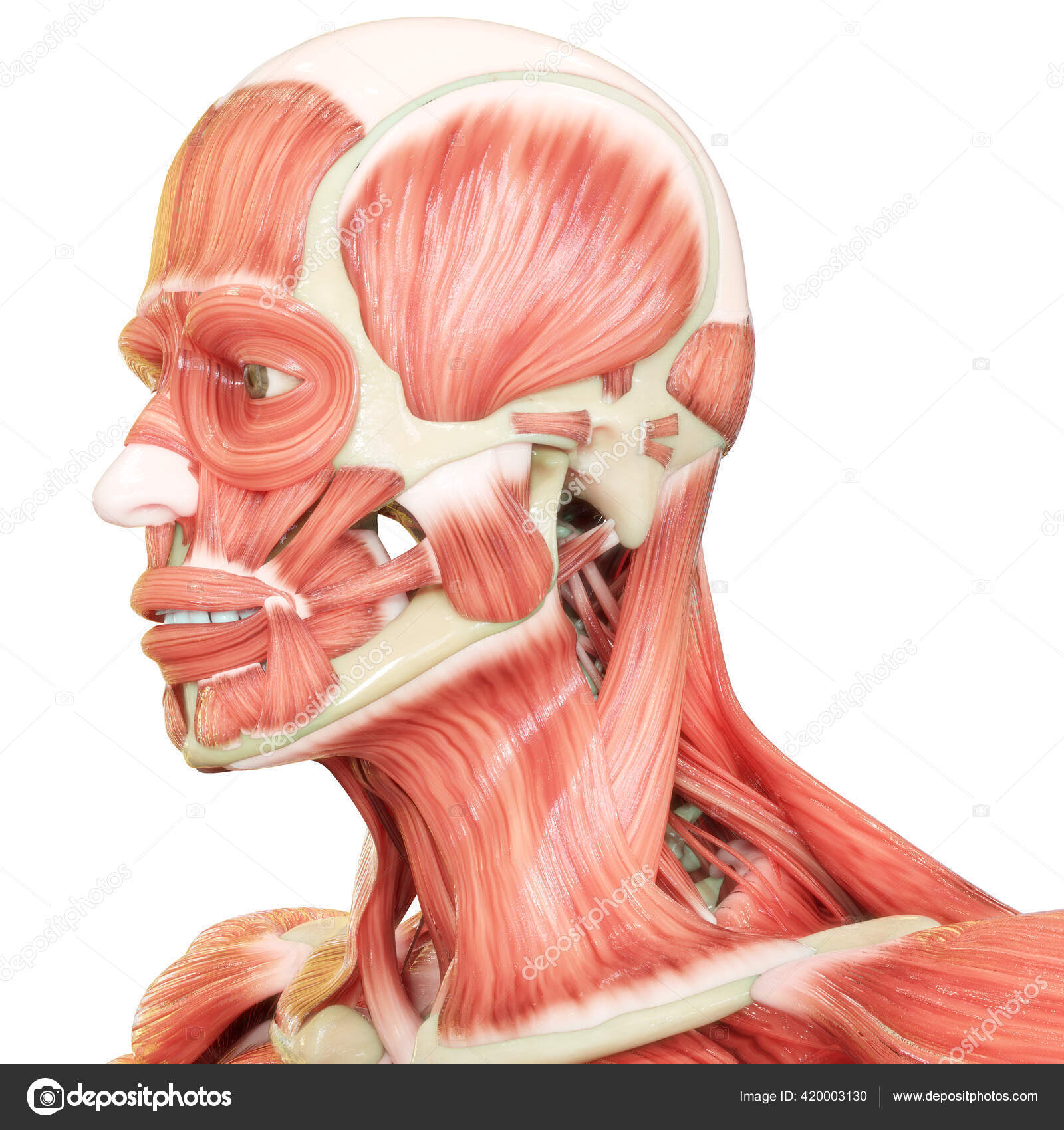 Muscular System Face And Neck