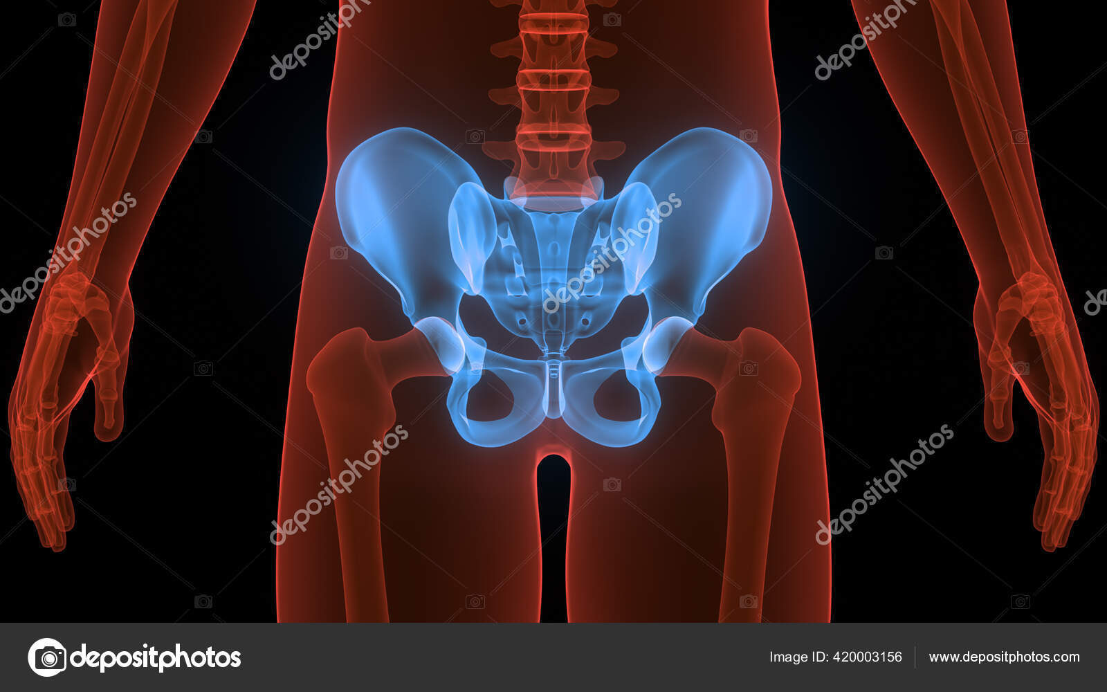 Animated Skeletal System