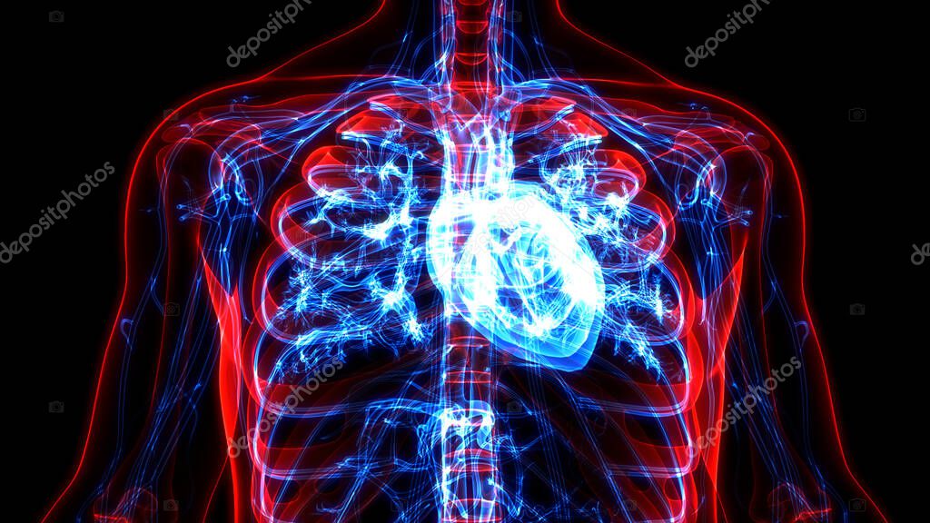 Sistema Circulatorio Humano Anatomía del Corazón. 3D 2023
