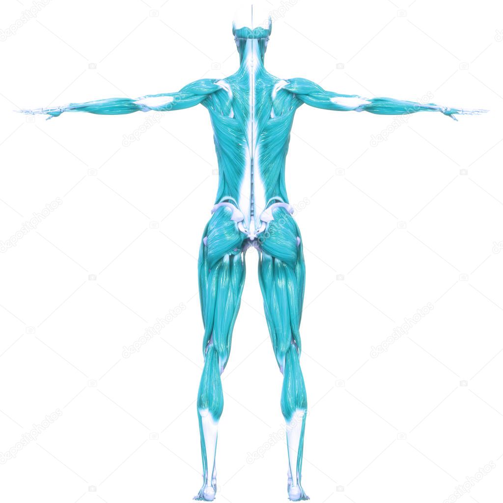 Músculos una parte de la anatomía del sistema muscular humano. 3D 2022