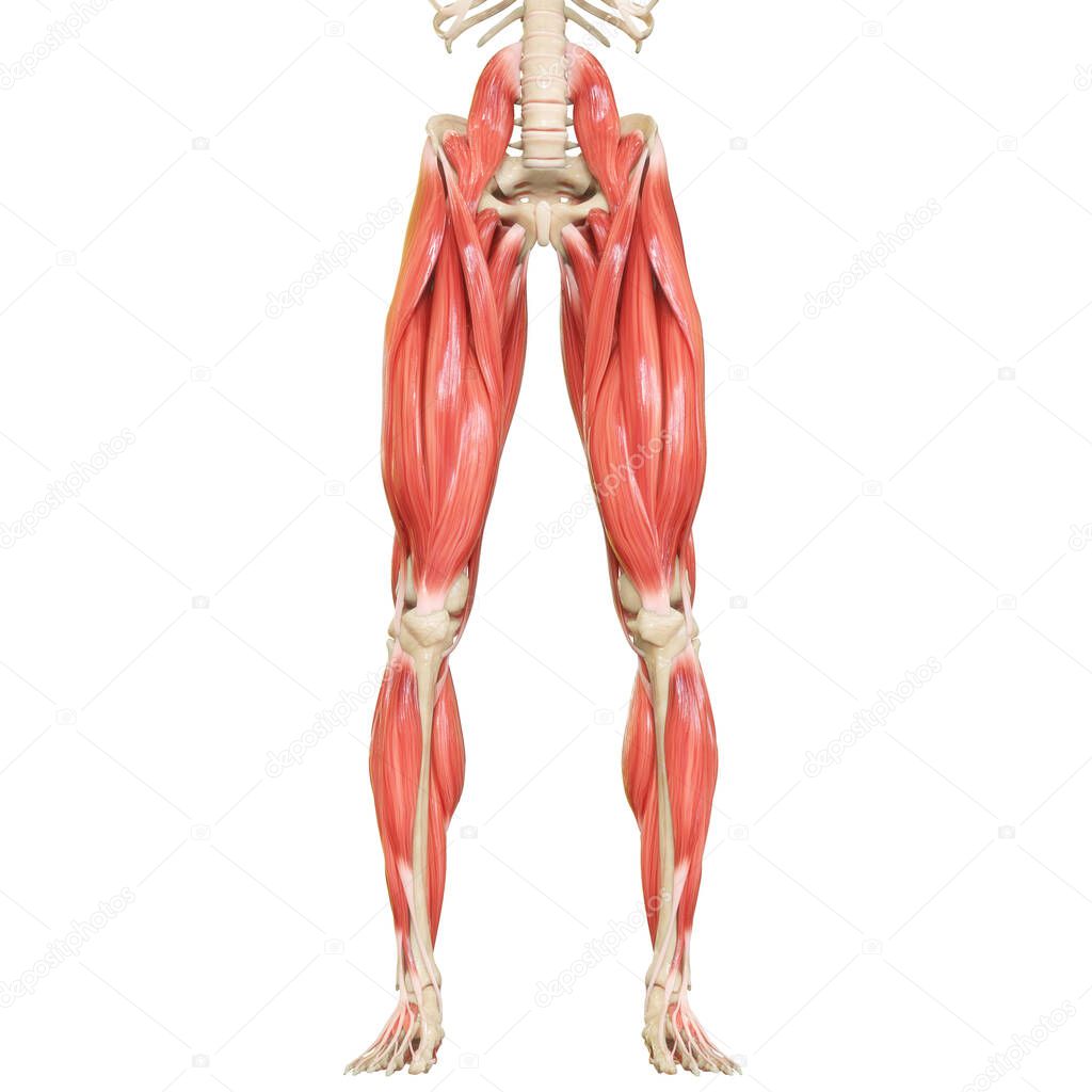 Cuerpo Humano Sistema Muscular Piernas Músculos Anatomía 3d 2022