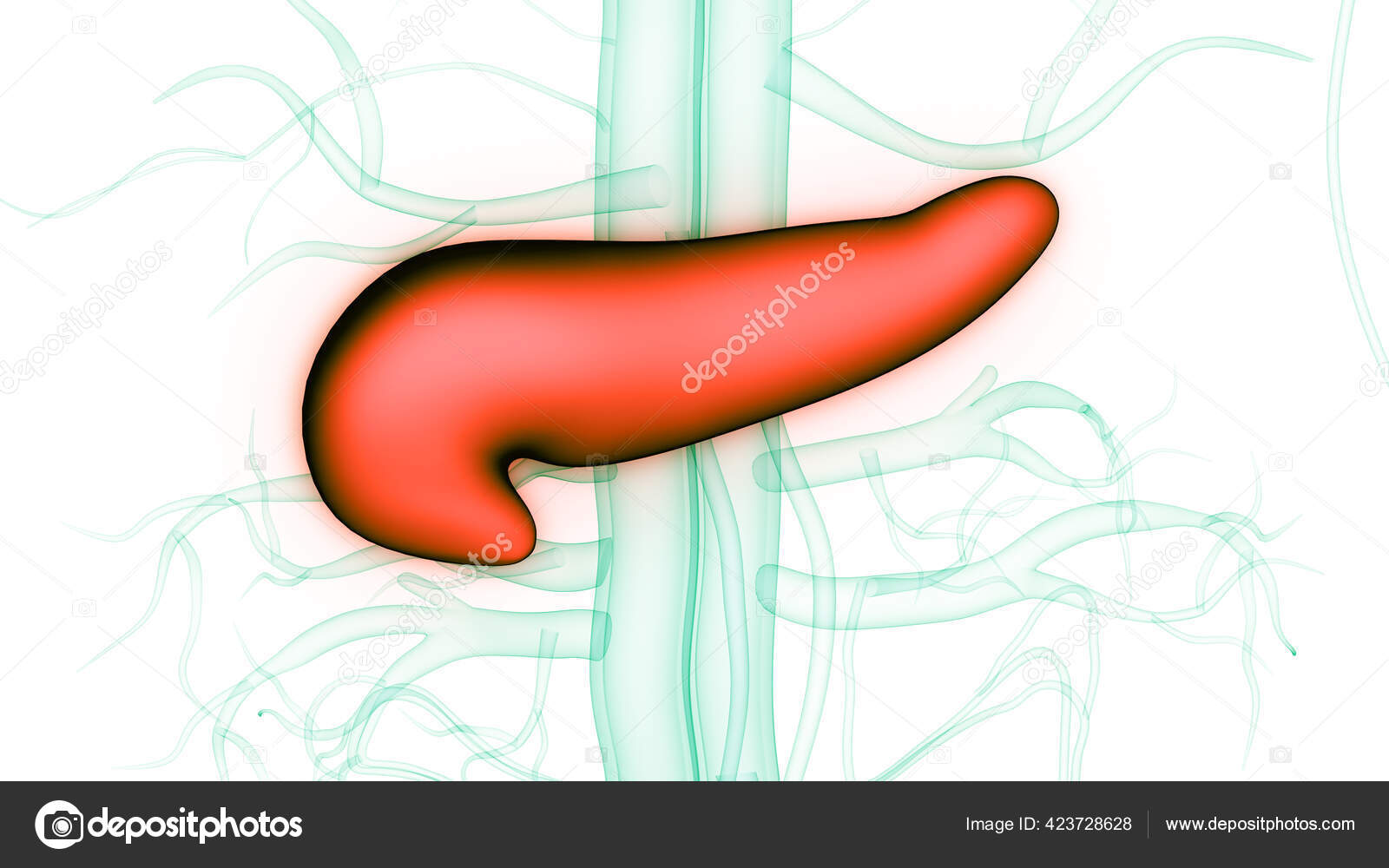 Human Internal Organs Pancreas Gallbladder Anatomy — Stock Photo ...