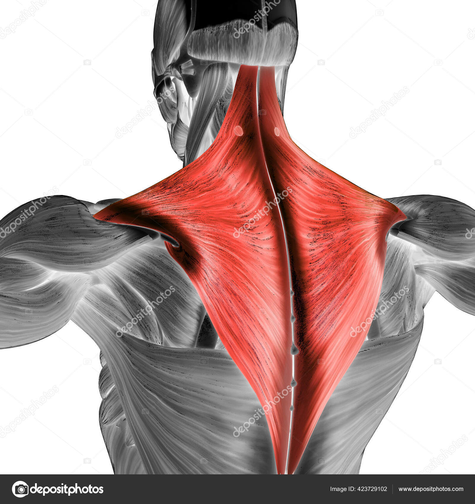 Muscles Part Human Muscular System Anatomy Stock Photo by ©magicmine ...
