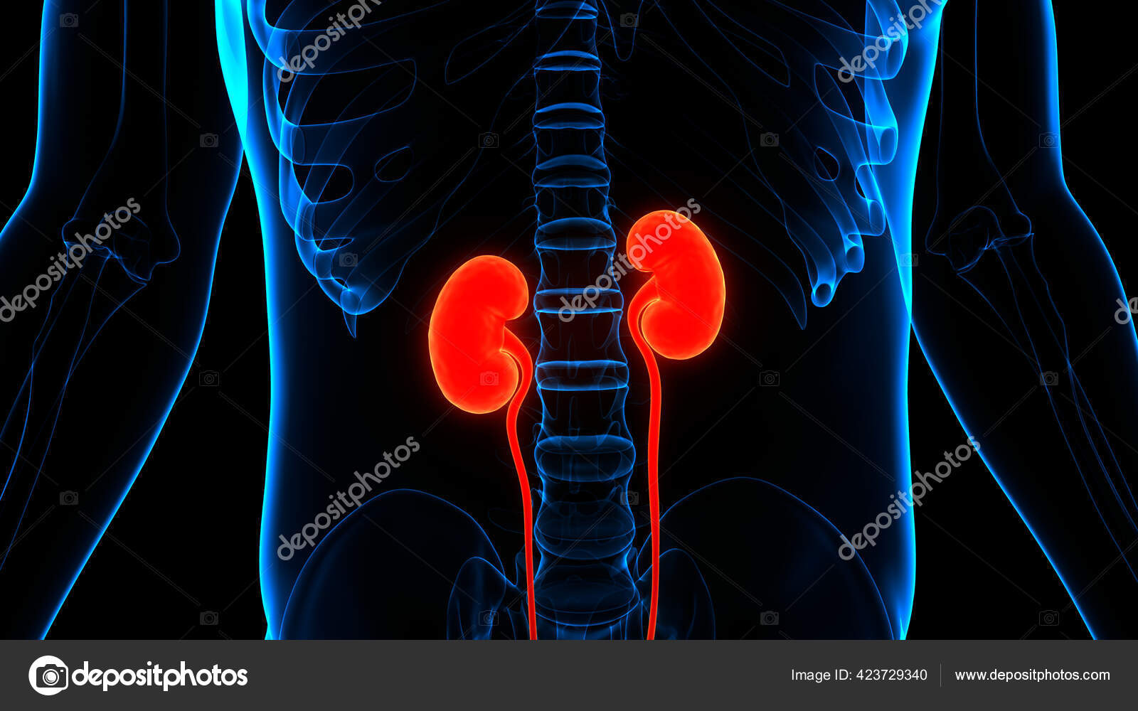 Human Urinary System Kidneys Bladder Anatomy Stock Photo by ©magicmine ...