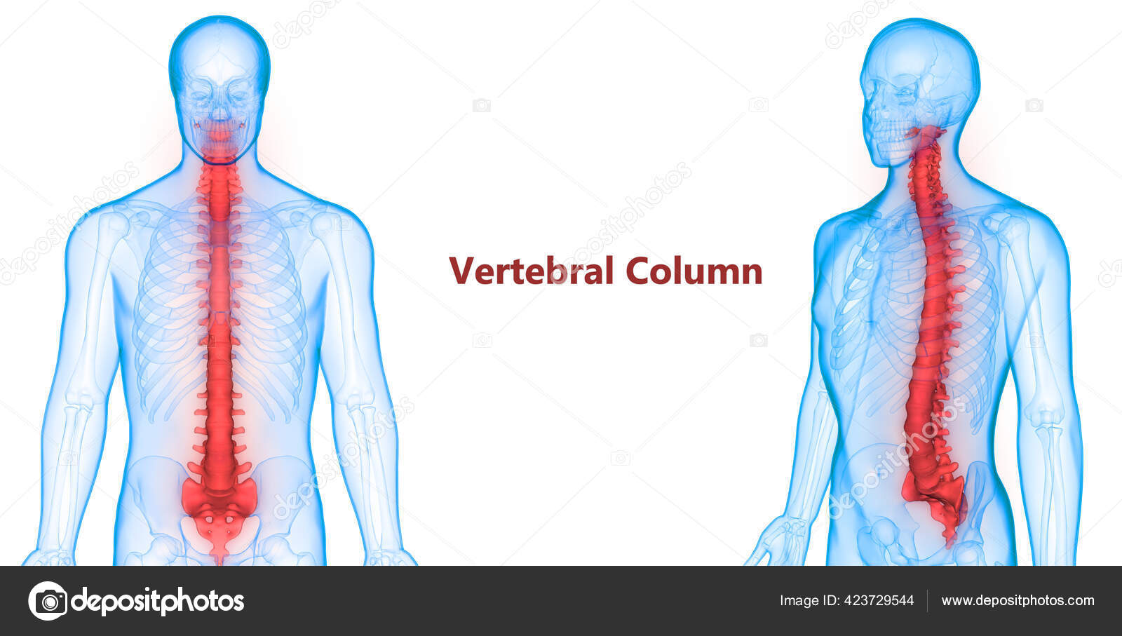 Spinal Cord Vertebral Column Human Skeleton System Anatomy Stock Photo ...