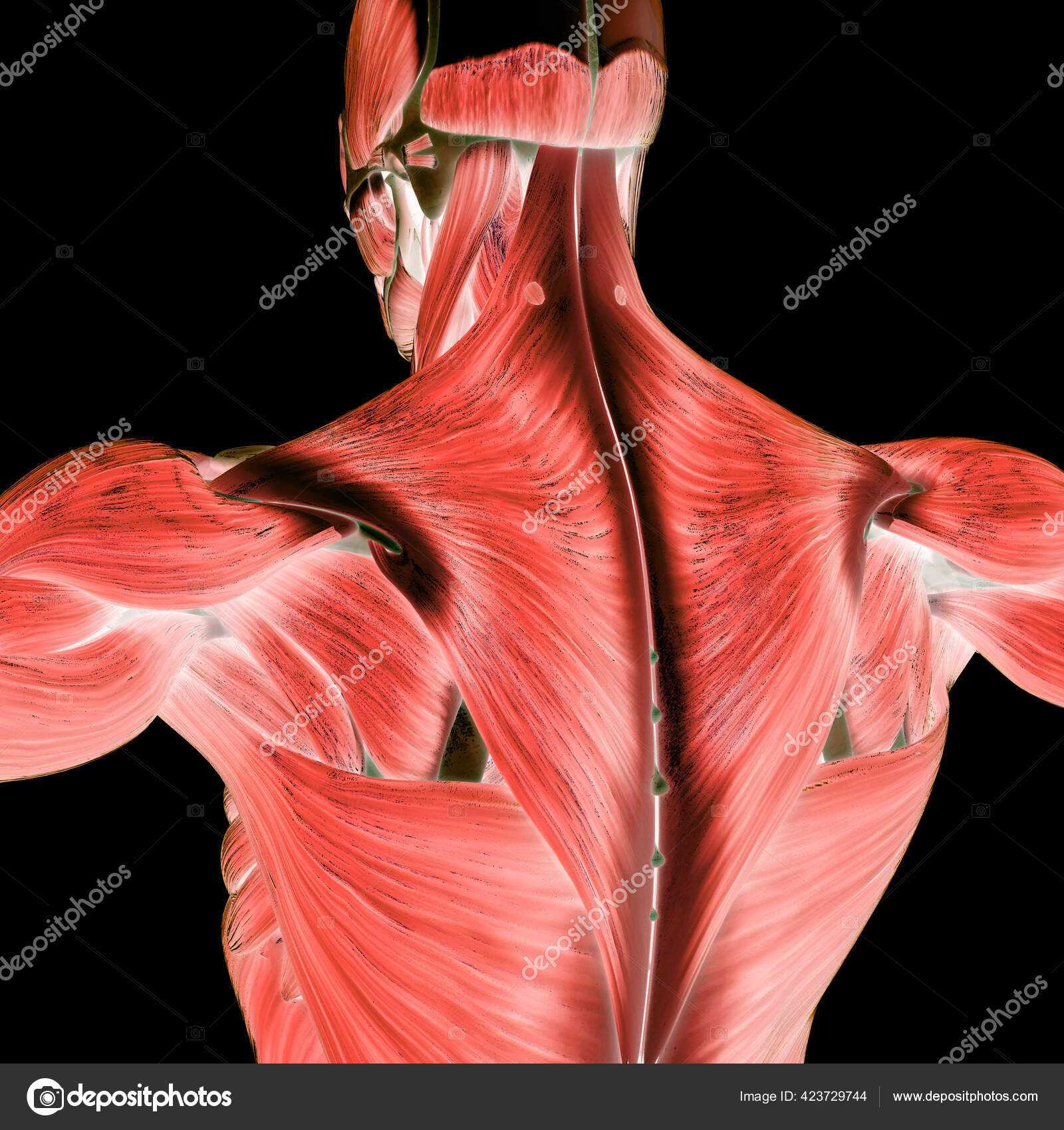 Muskler Del Människans Muskelsystem Anatomi Tredimensionell ...