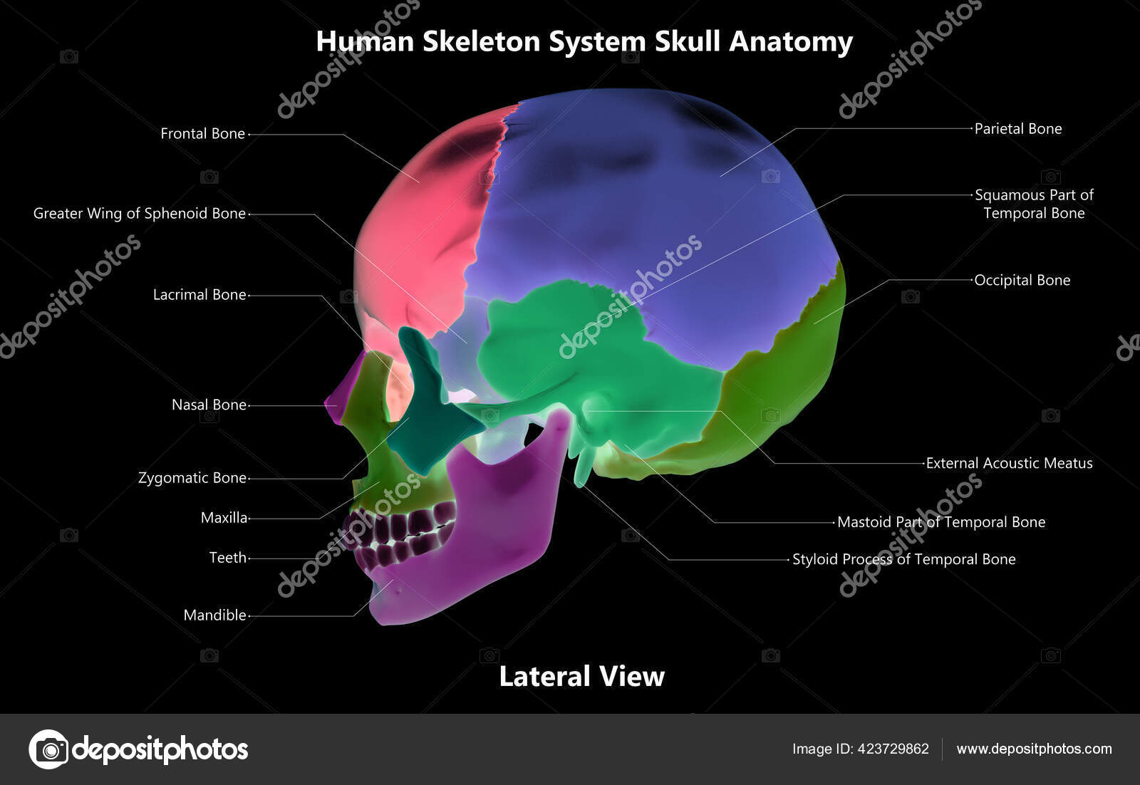 Skeletal System Skull Bones
