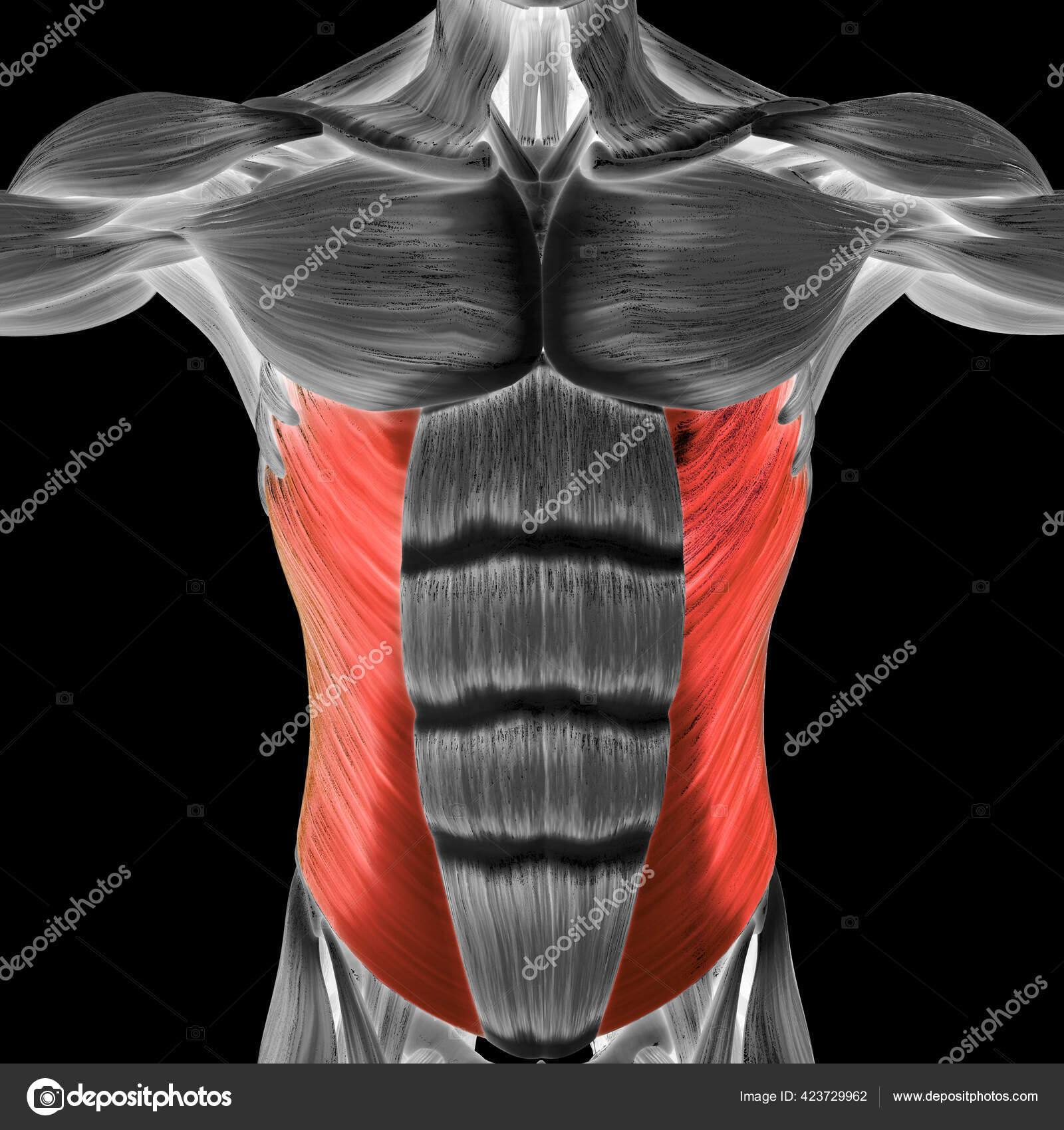 External Oblique Muscle Anatomy