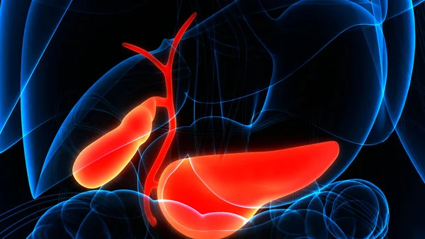 Human Pancreas Images - Search Images on Everypixel