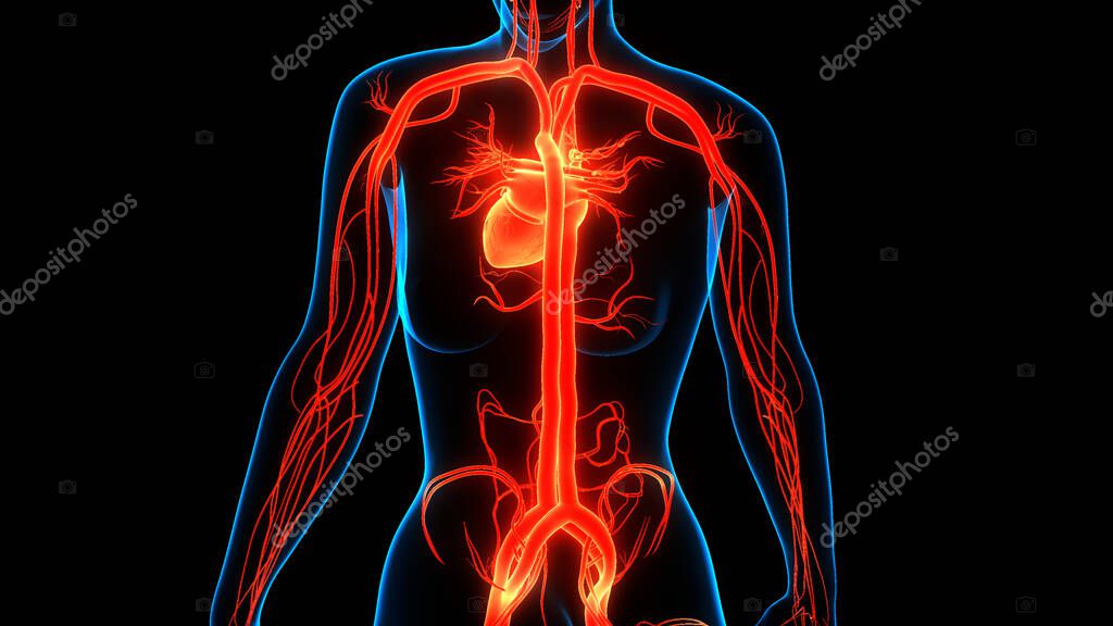 Sistema Circulatorio Humano Anatomía del Corazón. 3D 2022