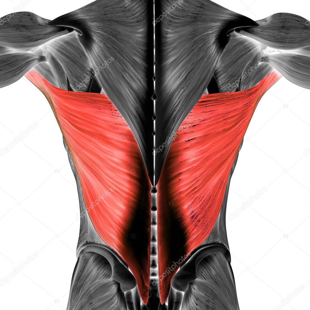 Sistema Muscular Humano Torso Músculos Latissimus Dorsi Anatomía ...