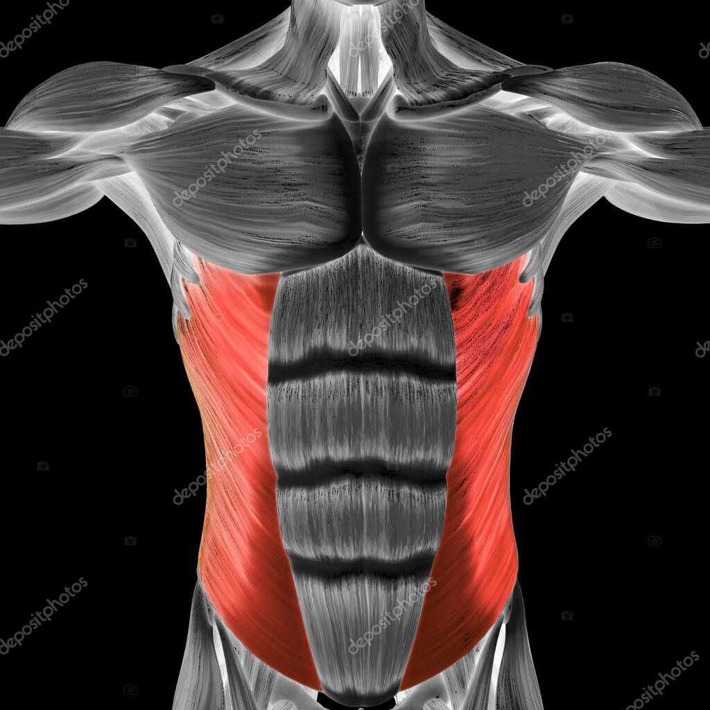 Sistema muscular humano Músculos del torso Abdominal Anatomía muscular ...